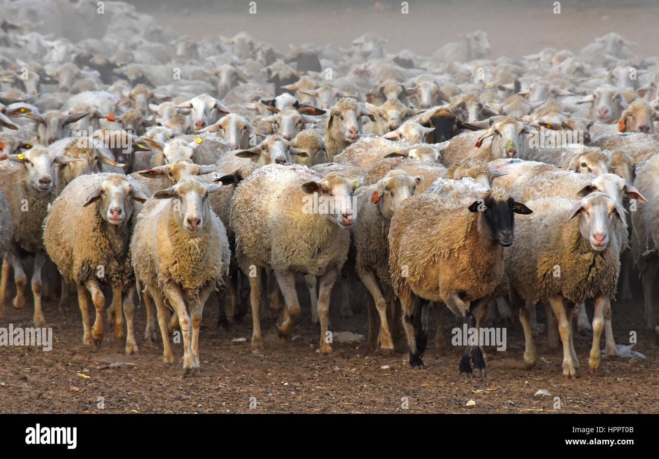 Herde von Schafen Stockfotografie - Alamy
