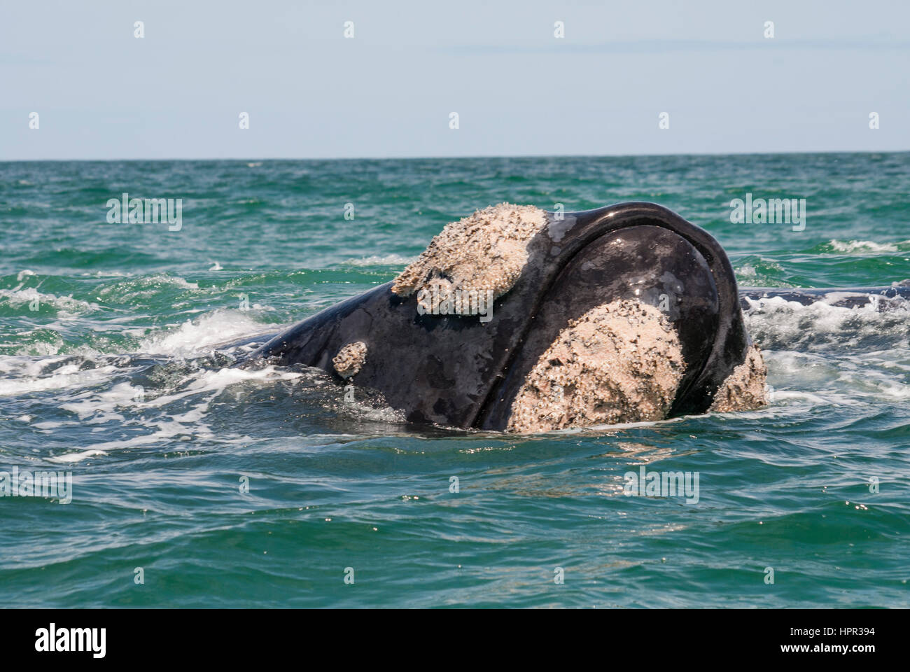 Blue whale mouth -Fotos und -Bildmaterial in hoher Auflösung – Alamy