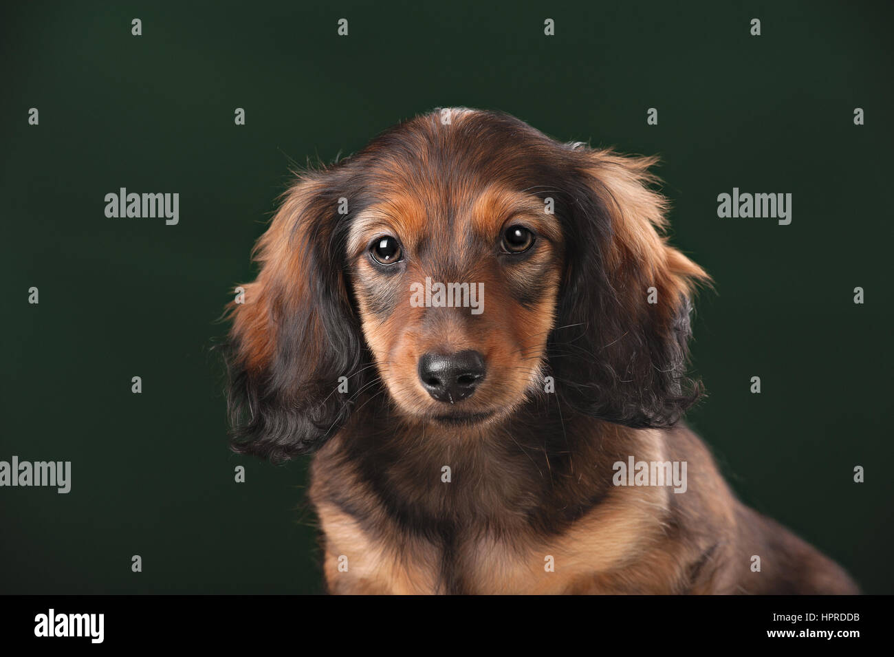 Teckel Puppy Stockfotos & Teckel Puppy Bilder - Alamy
