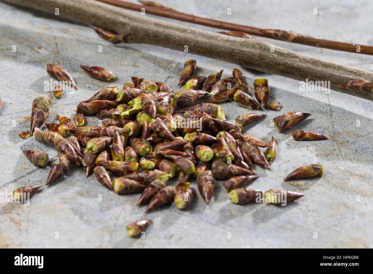 Zitterpappel, Zitter-Pappel, Knospen, Knospe, Pappel, Espe, Aspe ...