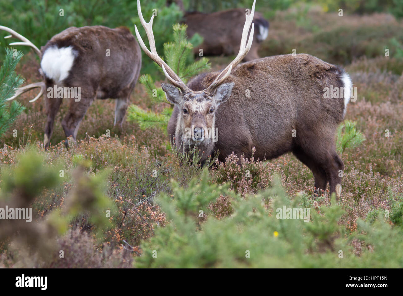 Japanischer hirsch -Fotos und -Bildmaterial in hoher Auflösung – Alamy