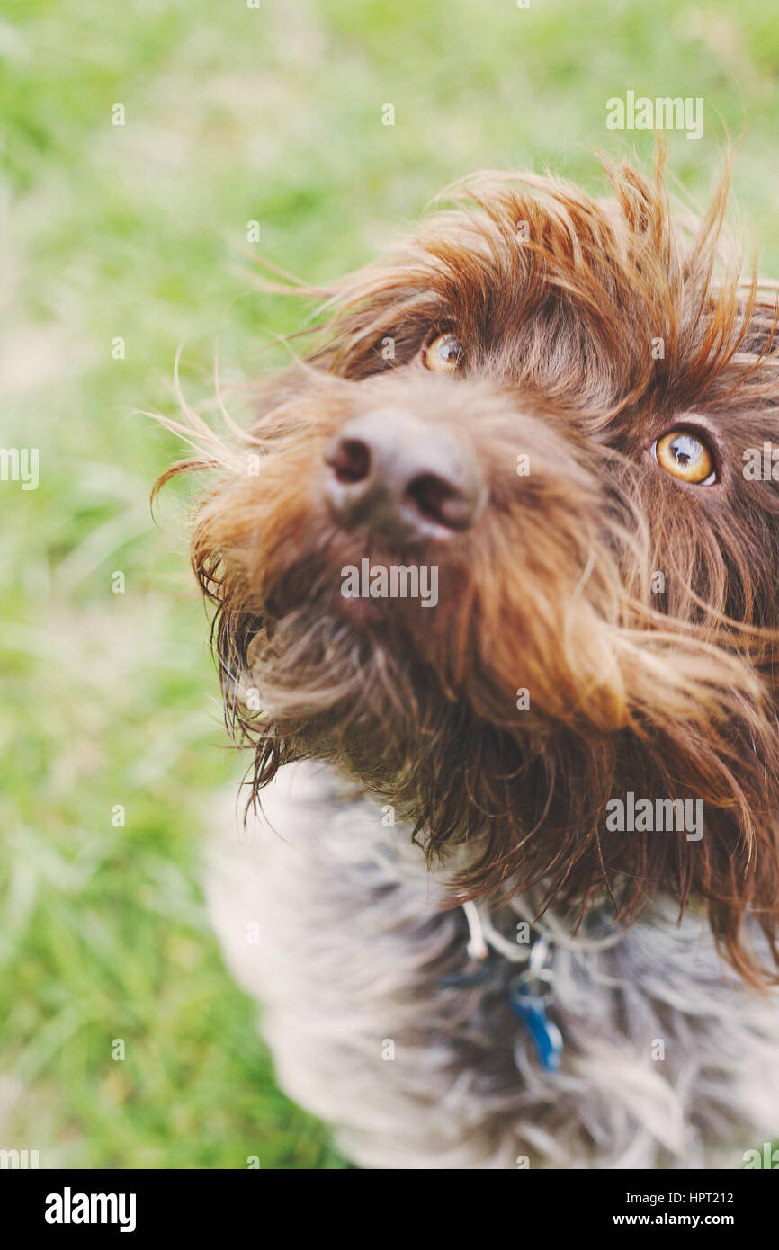 Wire haired pointing griffon -Fotos und -Bildmaterial in hoher ...