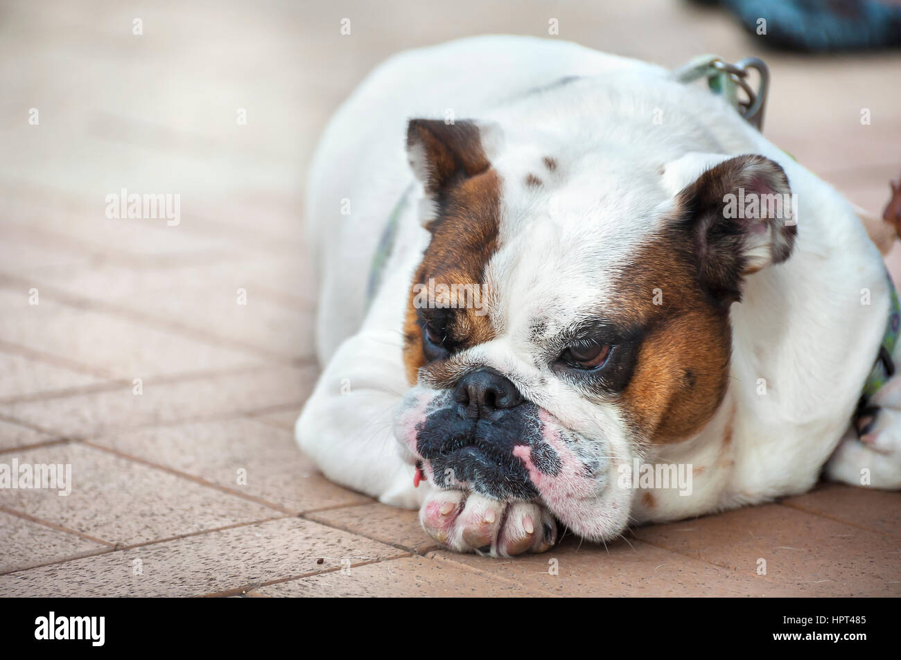 Hund tier hunde haustiere fett -Fotos und -Bildmaterial in hoher ...