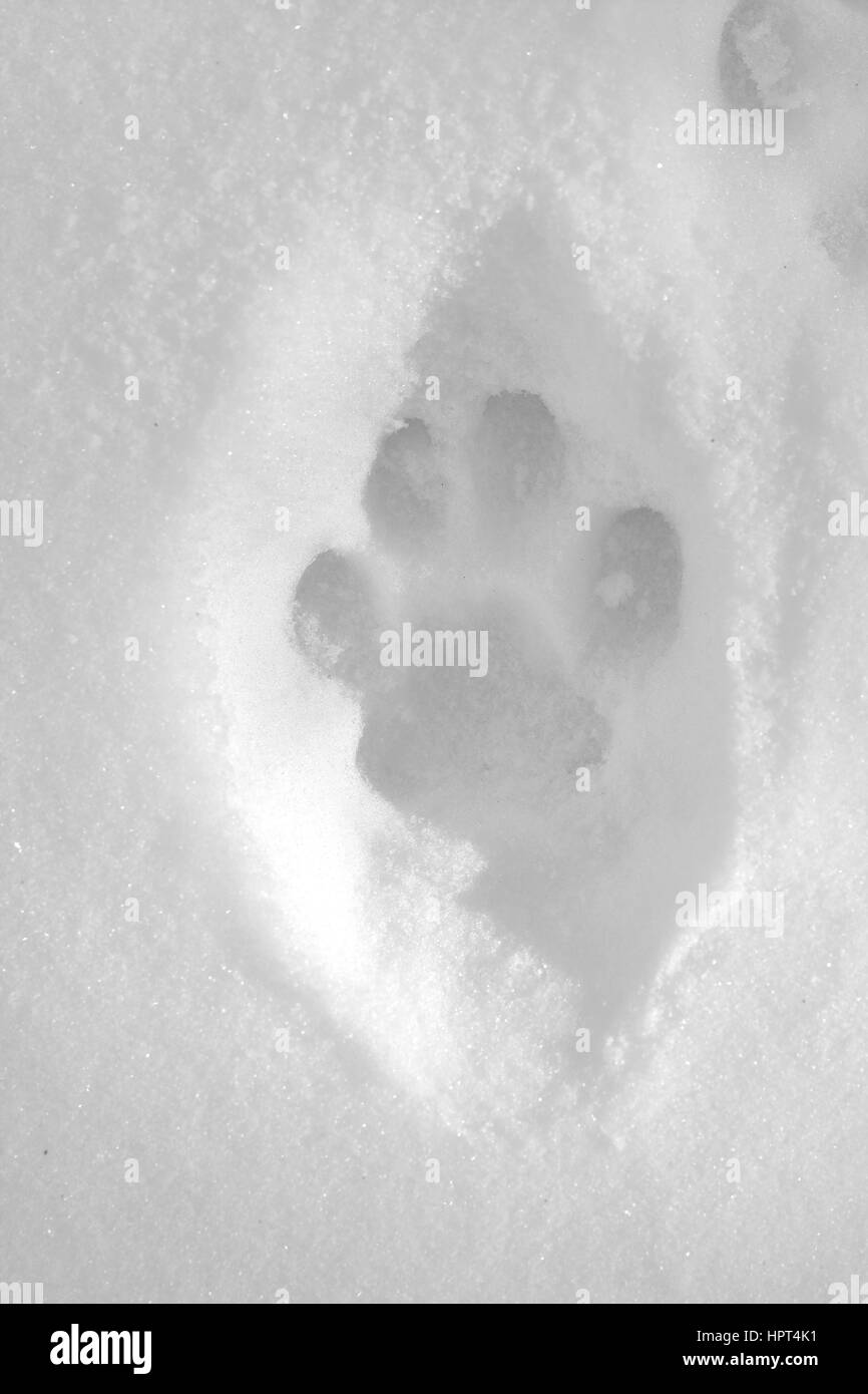 Luchs spuren in schnee -Fotos und -Bildmaterial in hoher Auflösung – Alamy