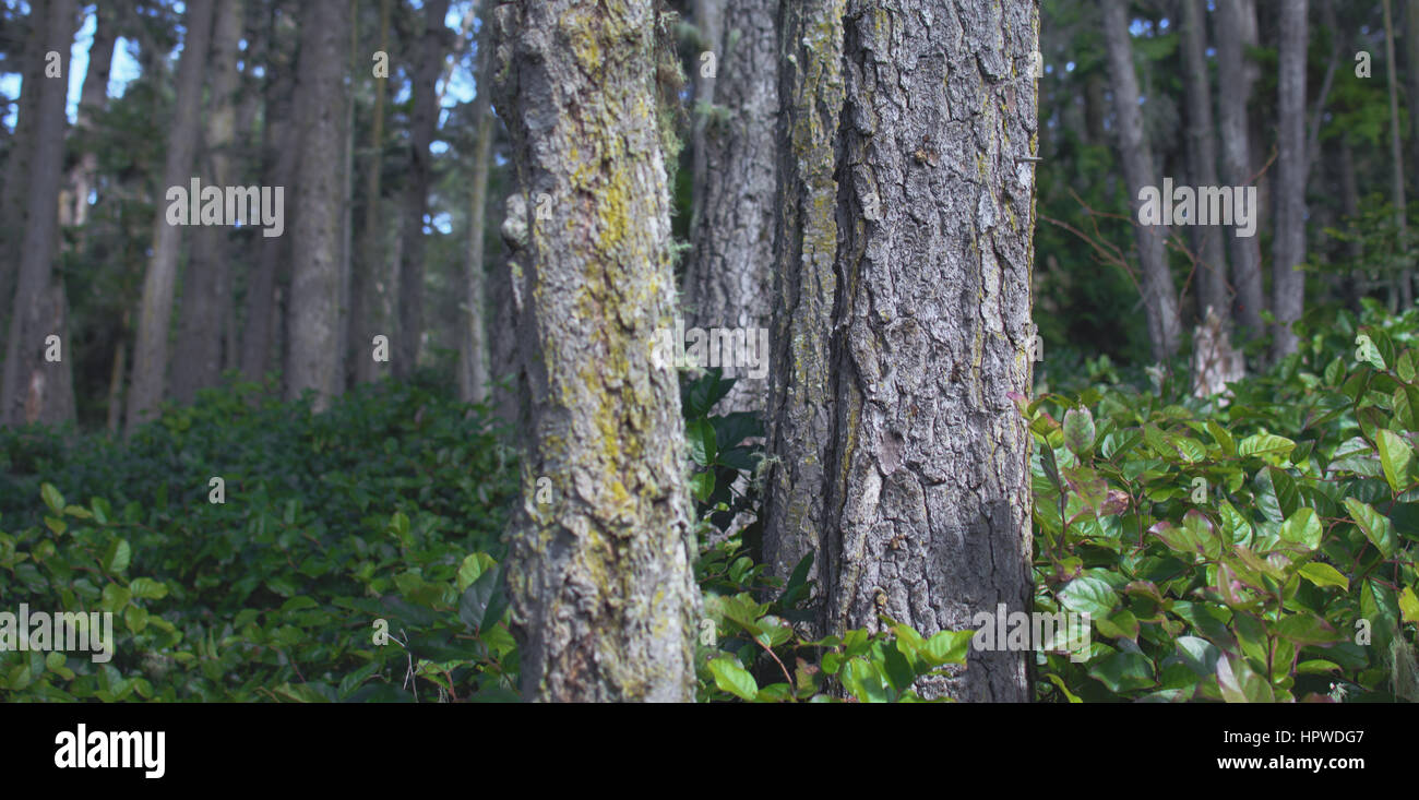 Dickes unterholz -Fotos und -Bildmaterial in hoher Auflösung – Alamy