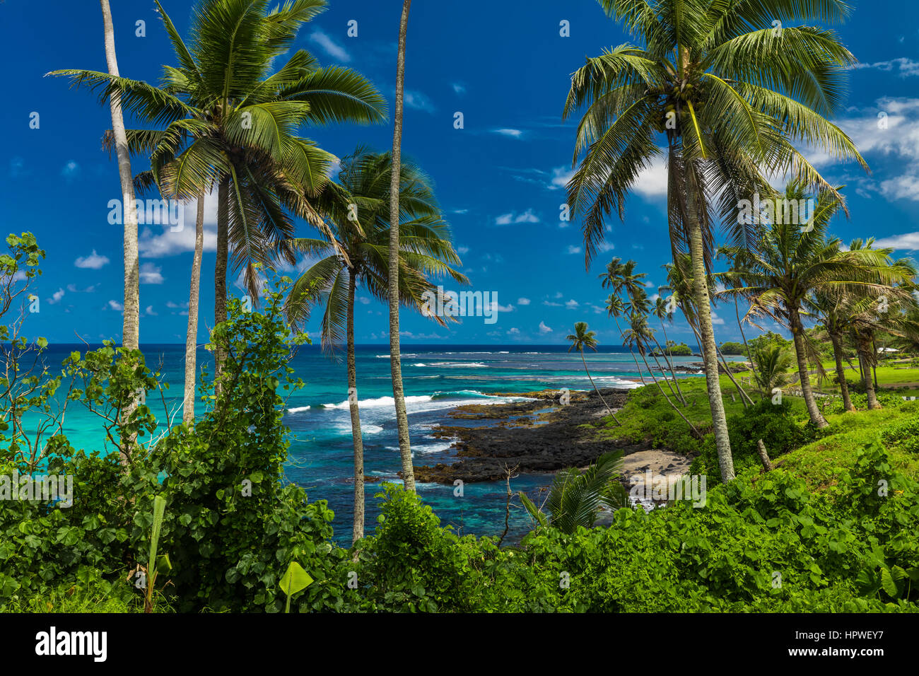 Tropischen Vulkanstrand auf Samoa-Insel mit vielen Palmen, Südpazifik ...