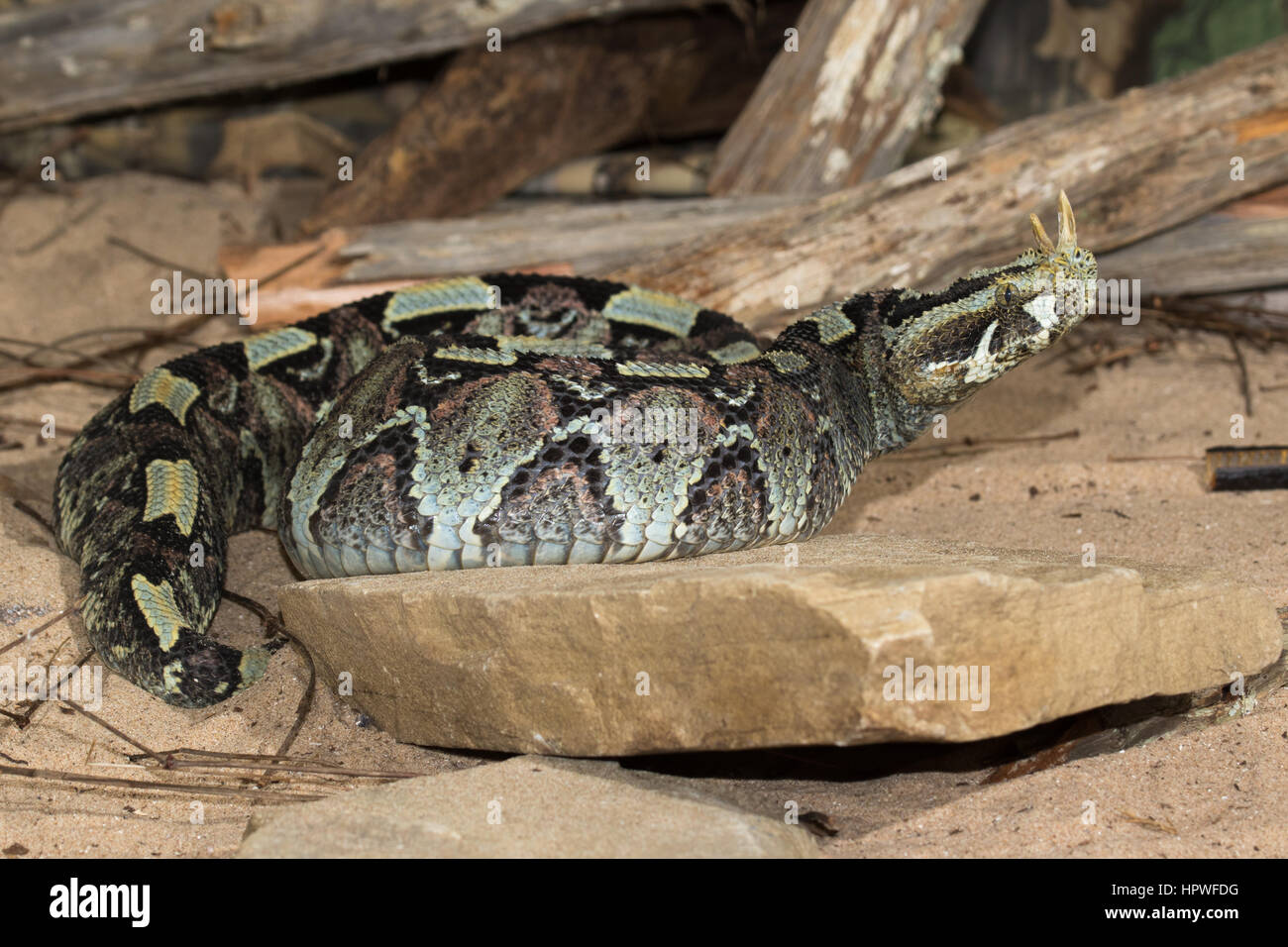 Rhinoceros Viper Stockfotos und -bilder Kaufen - Alamy