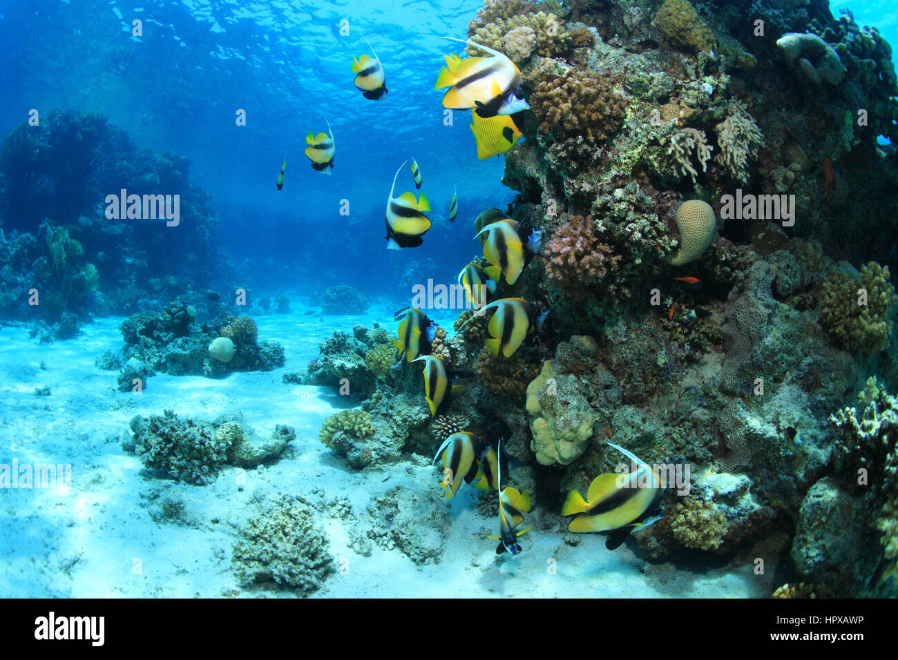 Tropische Korallenriffe und bunte Fische unter Wasser im Roten Meer ...