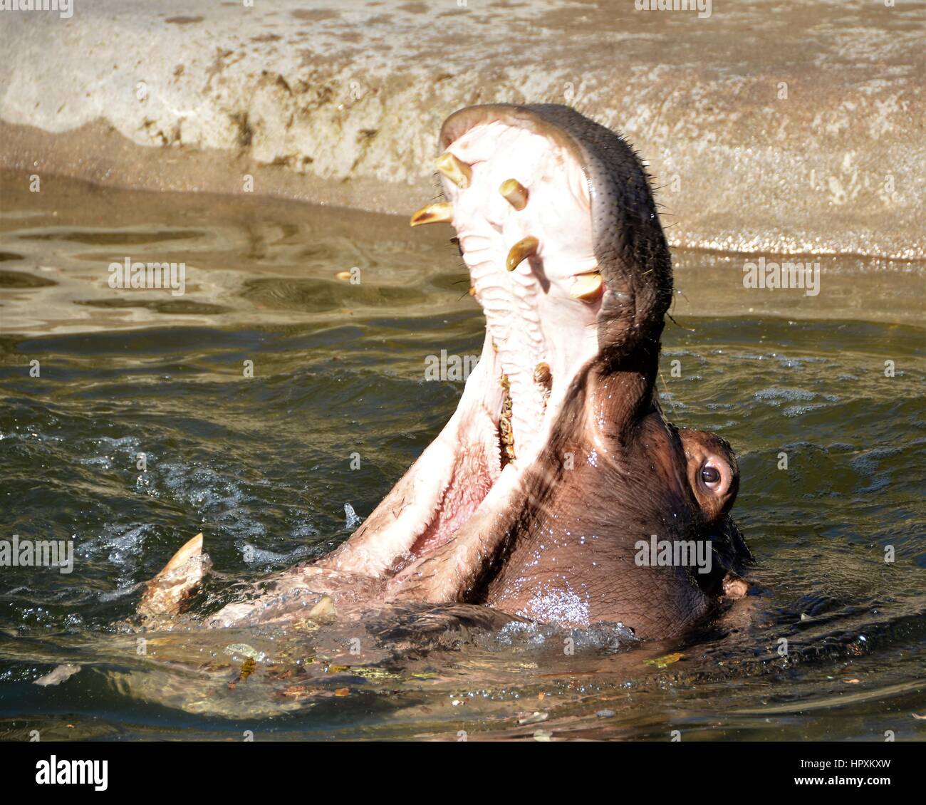 Anmale haut -Fotos und -Bildmaterial in hoher Auflösung – Alamy