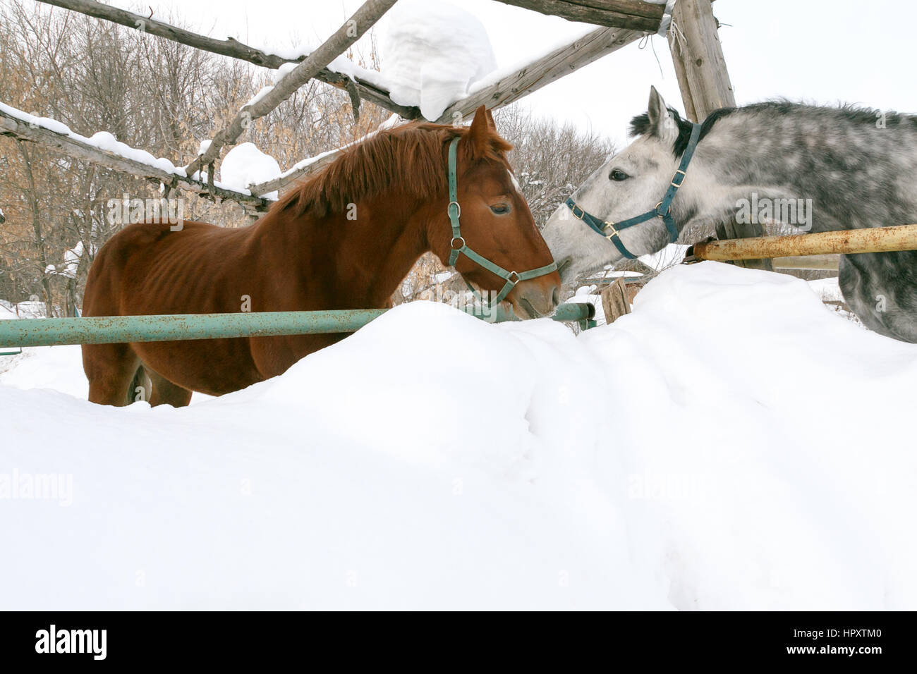 Stall im winter mit schnee und wald -Fotos und -Bildmaterial in hoher ...