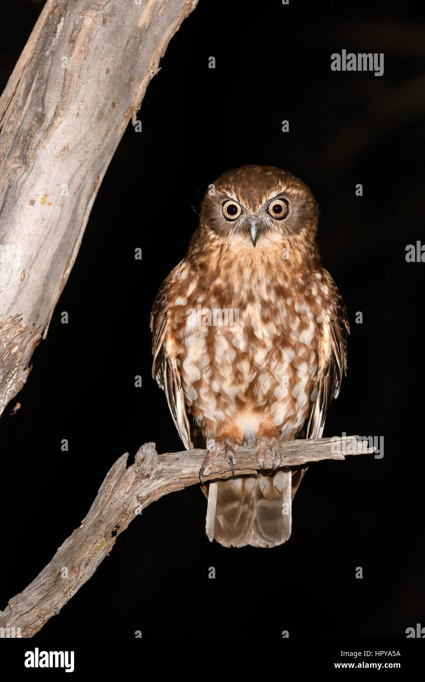 Eule von australien -Fotos und -Bildmaterial in hoher Auflösung – Alamy