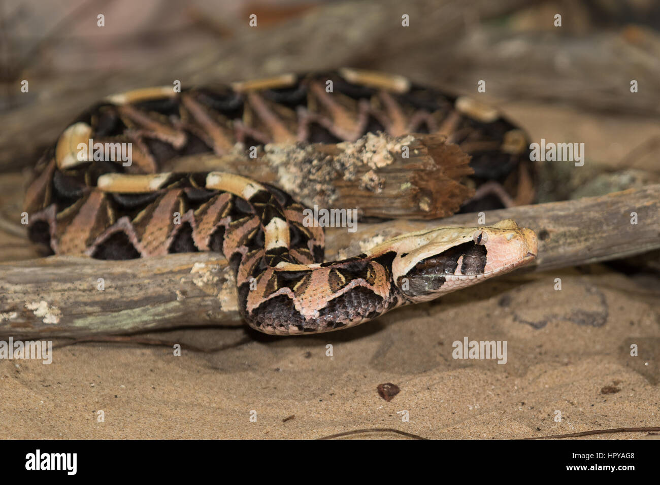 Bitis Gabonica Stockfotos und -bilder Kaufen - Alamy