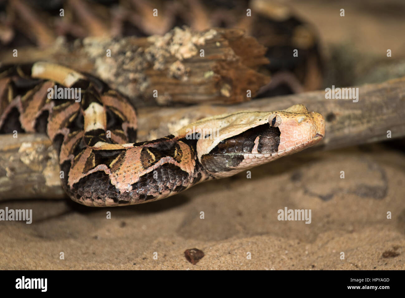 Bitis gabonica -Fotos und -Bildmaterial in hoher Auflösung – Alamy