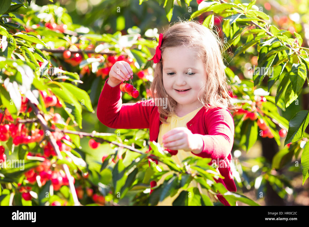 Kinder pflücken Kirschen auf einer Obstplantage. Kinder pflücken ...