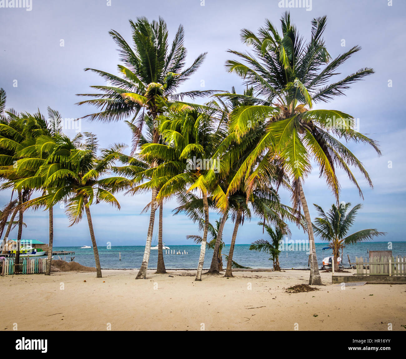 Palmen in der natur -Fotos und -Bildmaterial in hoher Auflösung – Alamy