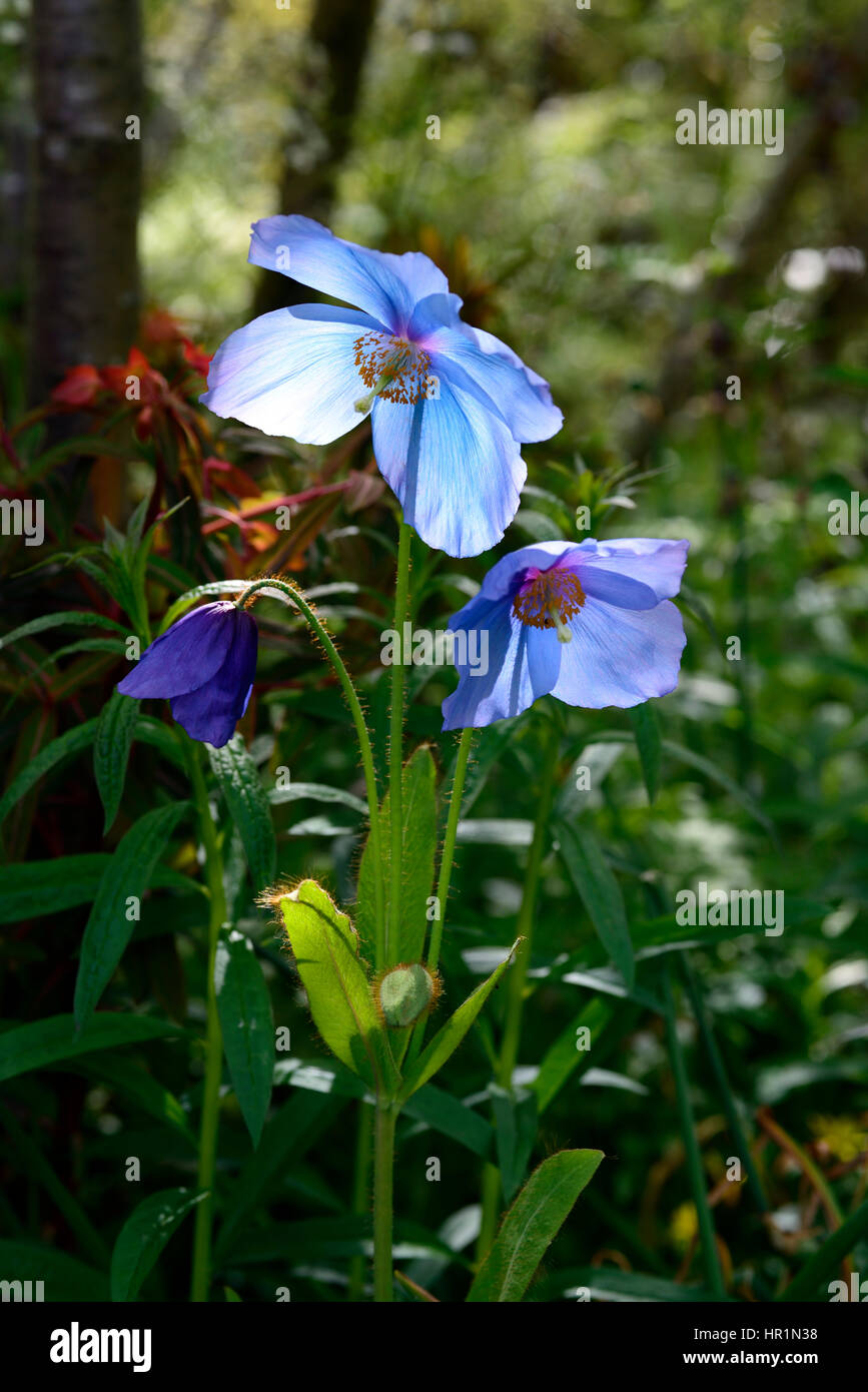 Blaue mohnblume meconopsis betonicifolia -Fotos und -Bildmaterial in ...