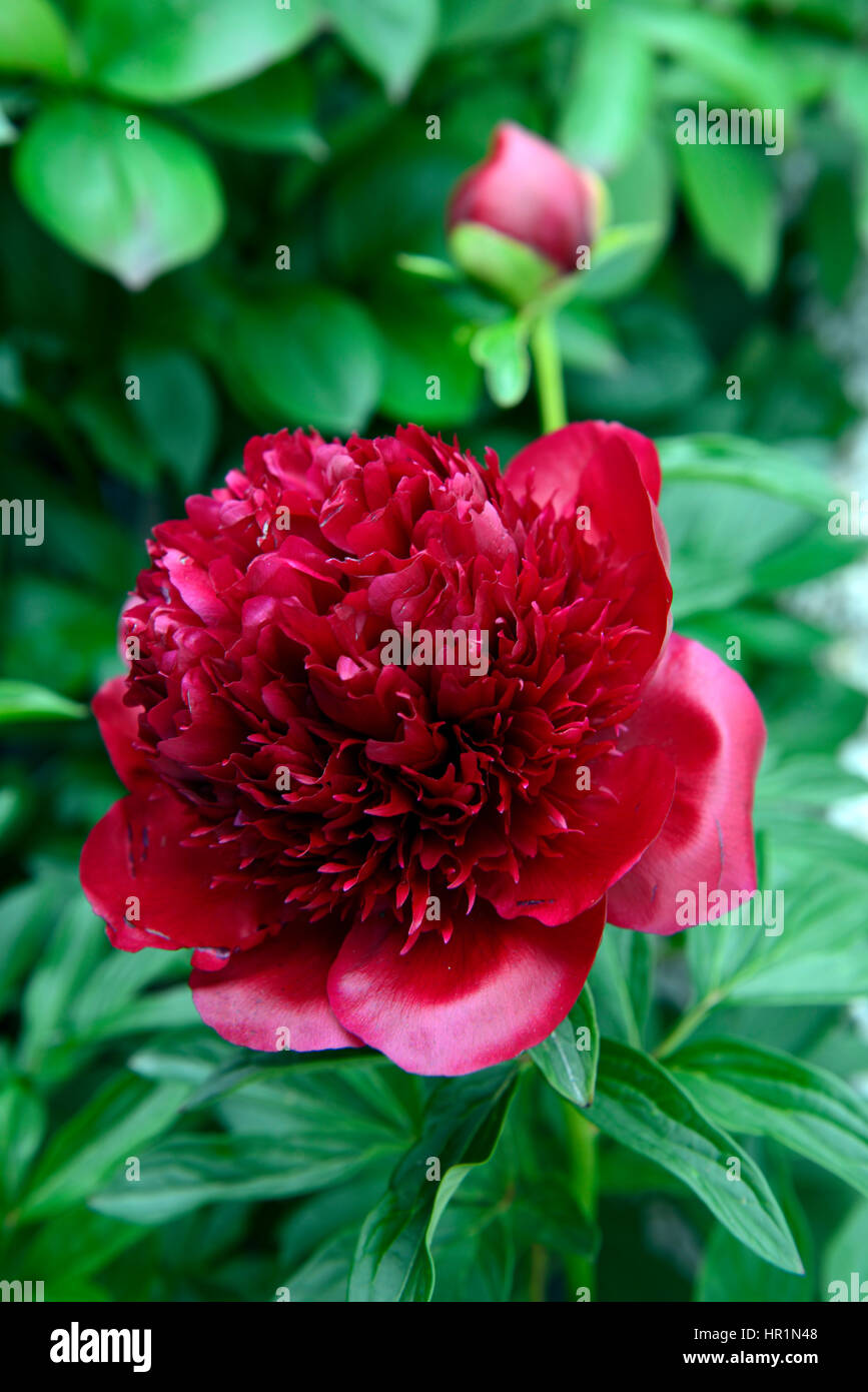 Paeonia Lactiflora Red Charme, Pfingstrose, Pfingstrosen, rot, Blume ...