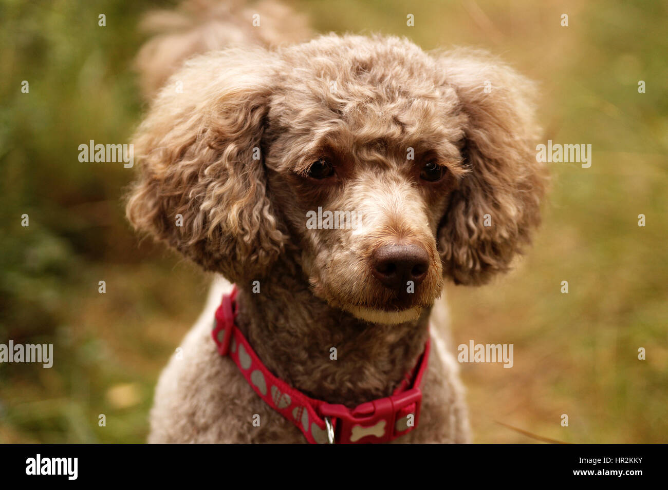 Poodle Brown Stockfotos und -bilder Kaufen - Alamy