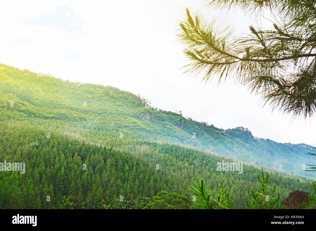 Java wald -Fotos und -Bildmaterial in hoher Auflösung – Alamy