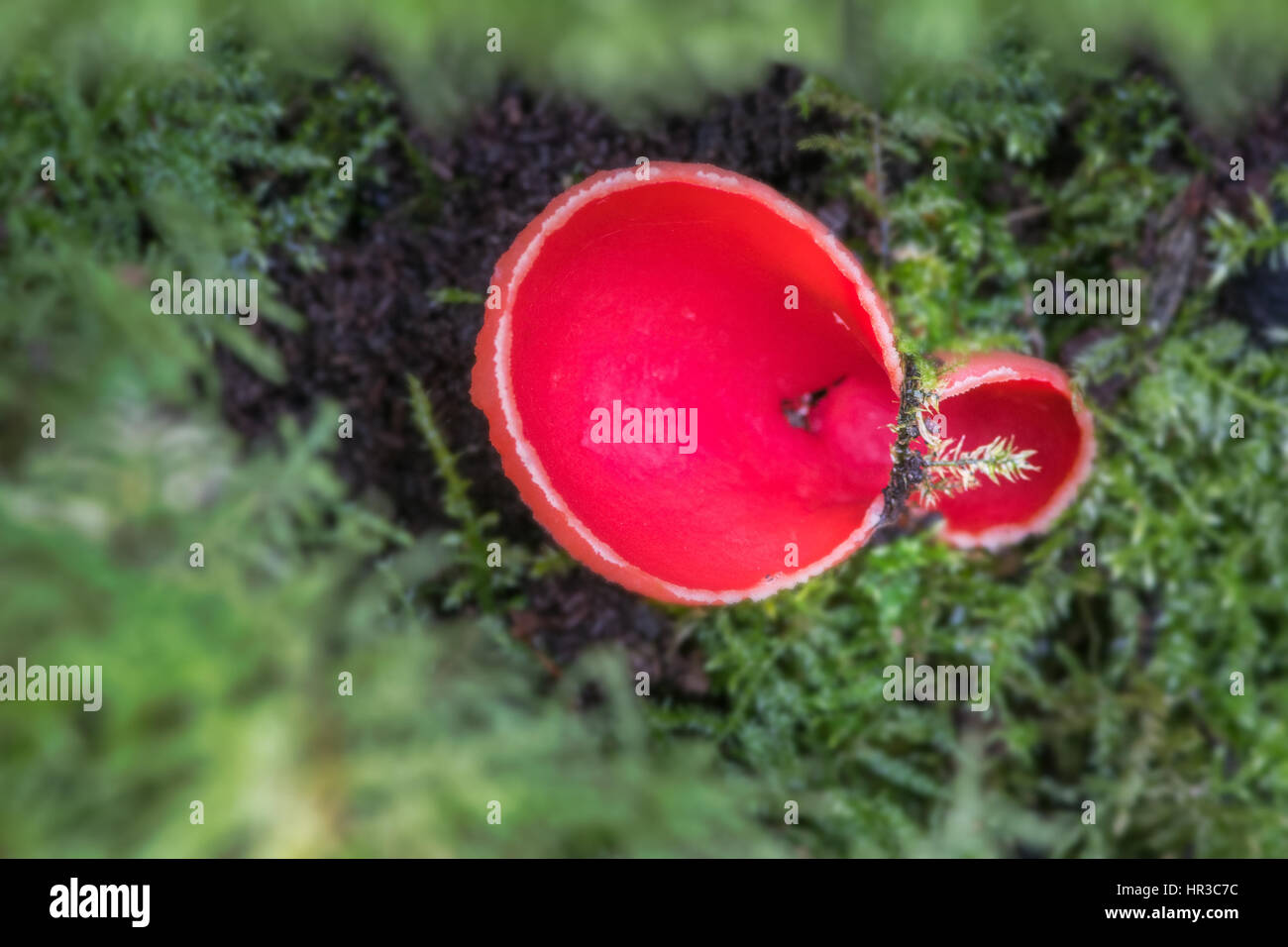 Sarcoscypha sp -Fotos und -Bildmaterial in hoher Auflösung – Alamy