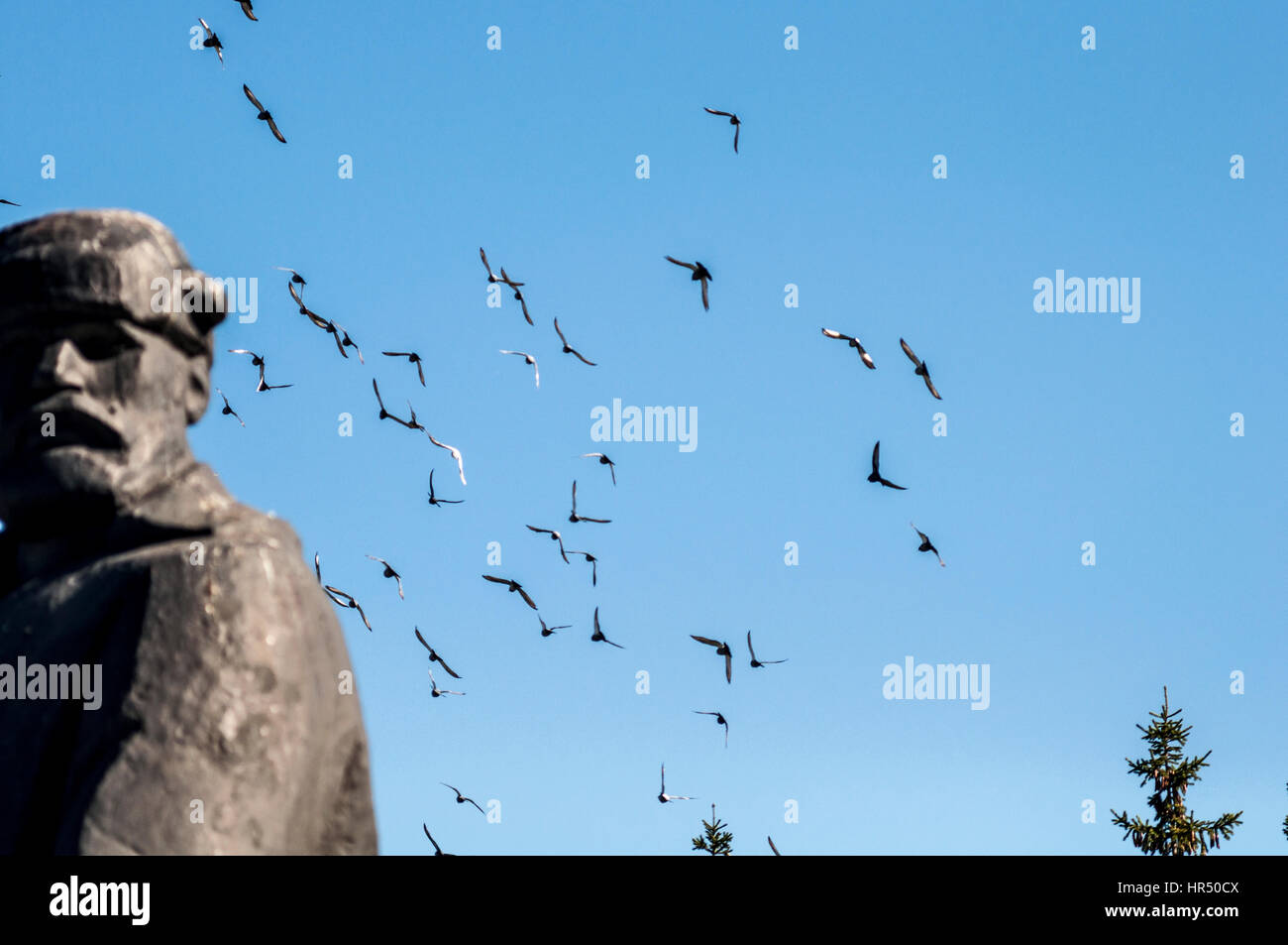 Tauben fliegen zusammen -Fotos und -Bildmaterial in hoher Auflösung – Alamy