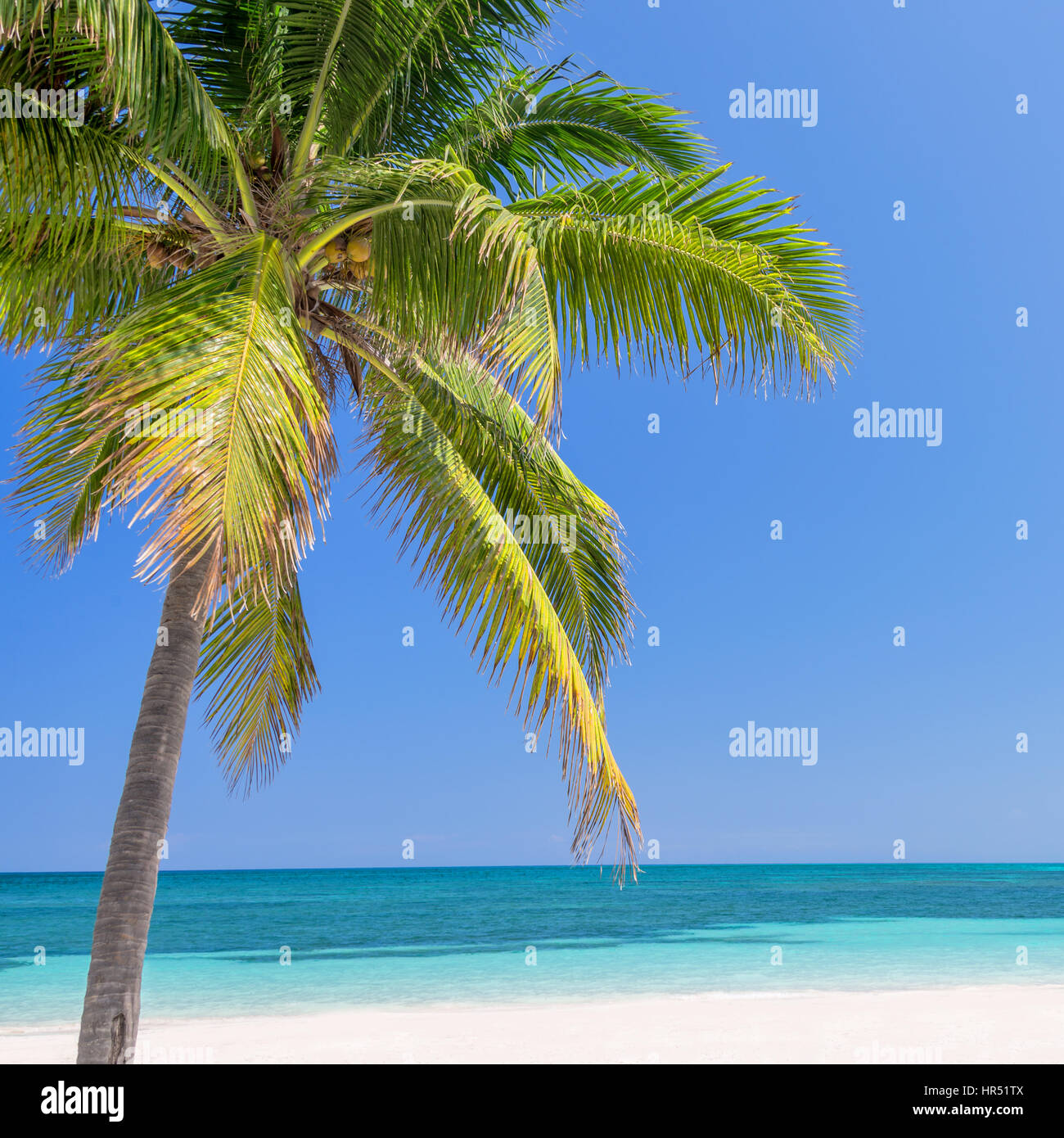 Palmenstrand atlantik -Fotos und -Bildmaterial in hoher Auflösung – Alamy