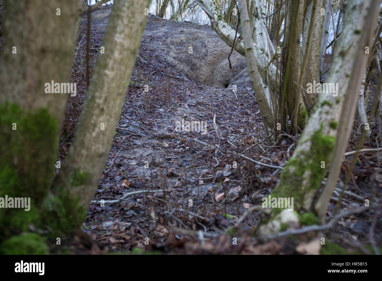 Dachsbau, Eingang Zum Bau Eines Dachs, Höhleneingang, Dachs-Bau, Meles ...