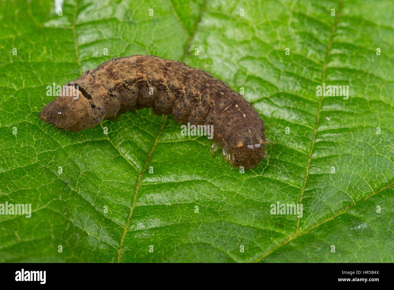 Schwarzes Ordensband, Raupe, Mormo Maura, Mania Maura, alte Dame ...