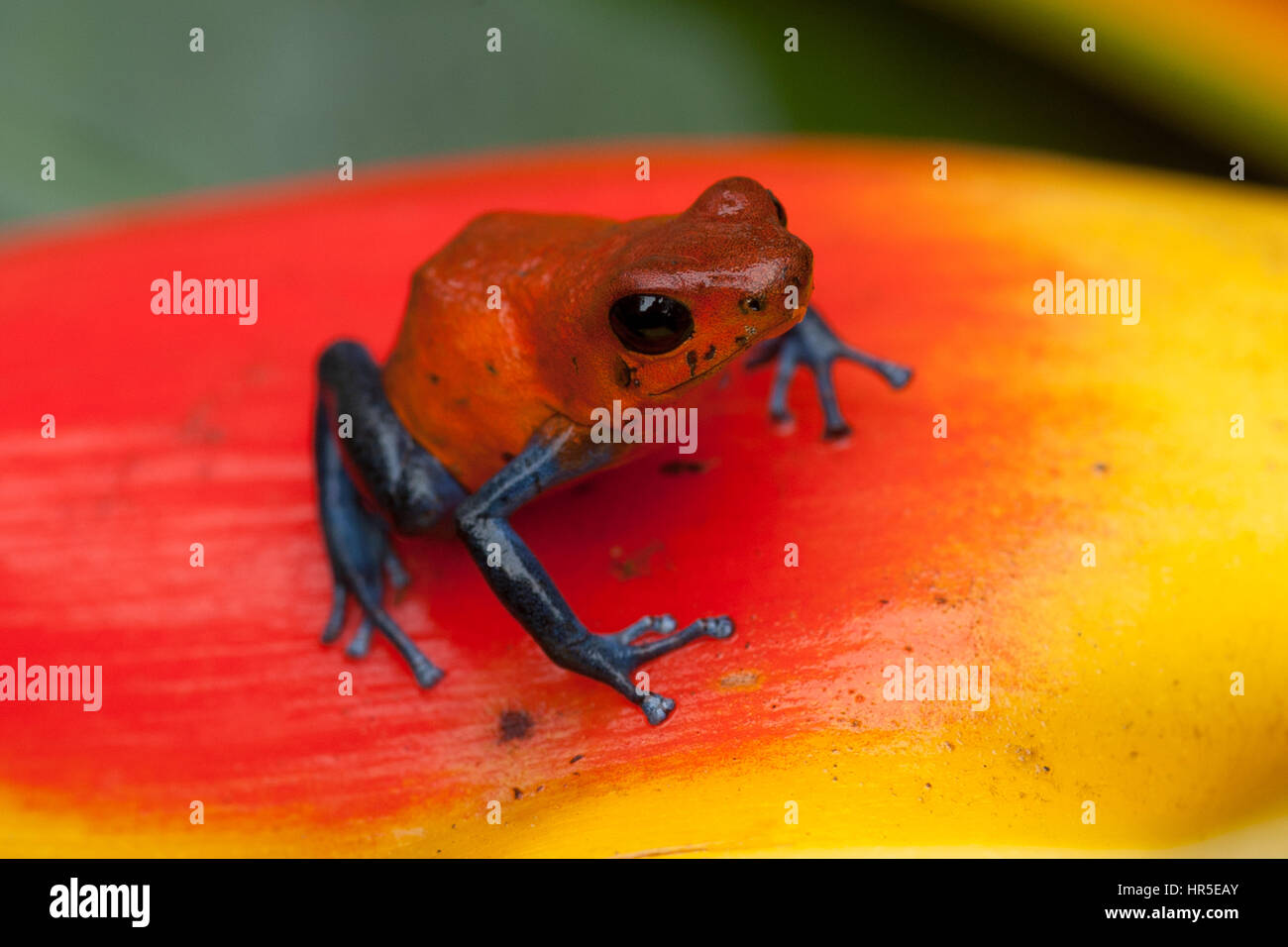 Frosch pfeilgiftfrosch dendrobates heliconia regenwald -Fotos und ...
