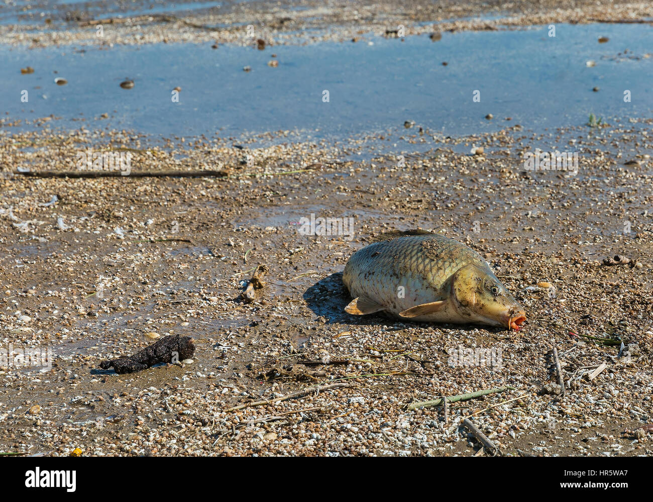 Mit karpfen im mund -Fotos und -Bildmaterial in hoher Auflösung – Alamy