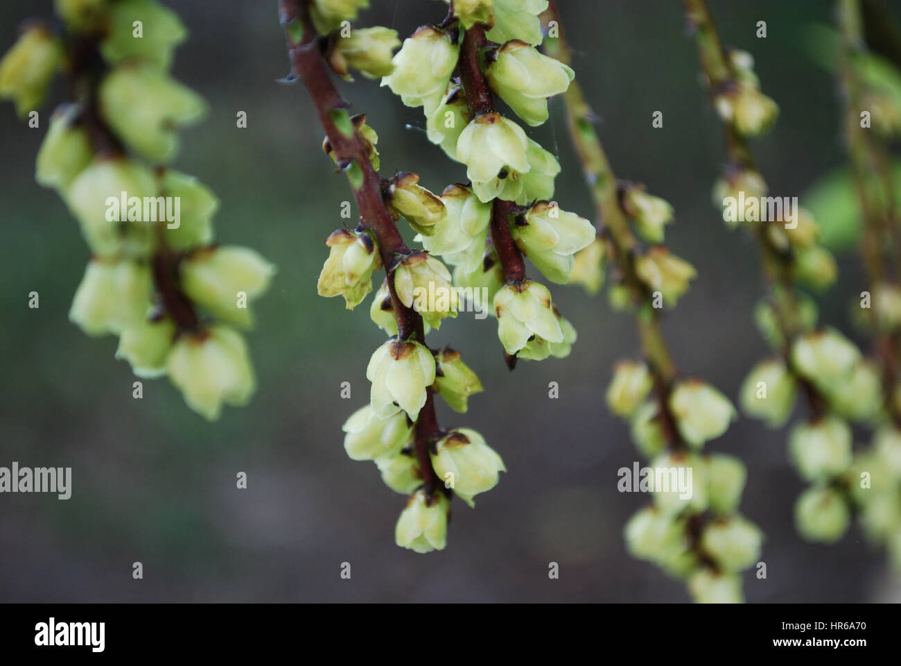 Jc wild -Fotos und -Bildmaterial in hoher Auflösung – Alamy