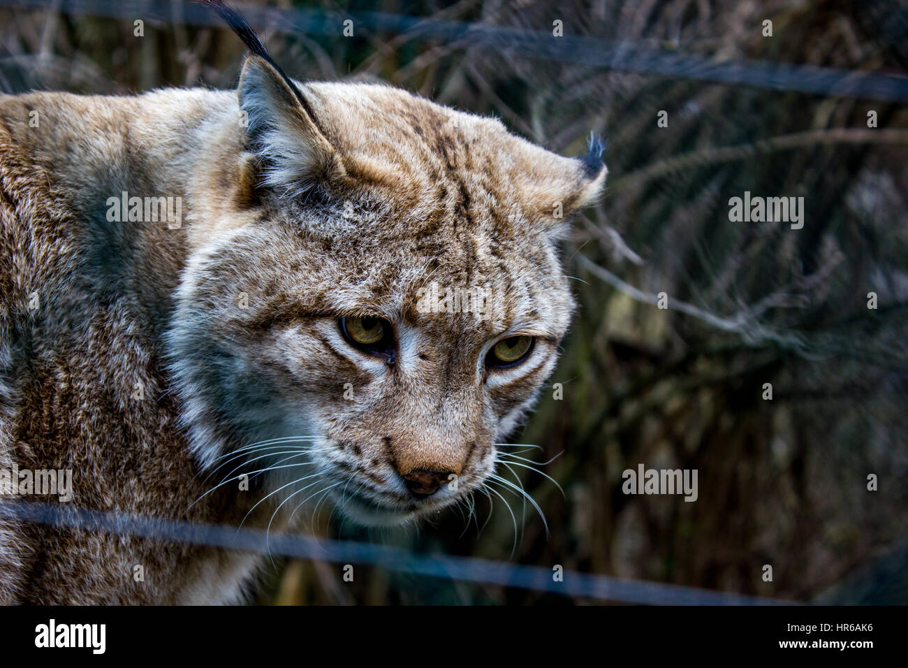 Nord luchs -Fotos und -Bildmaterial in hoher Auflösung – Alamy