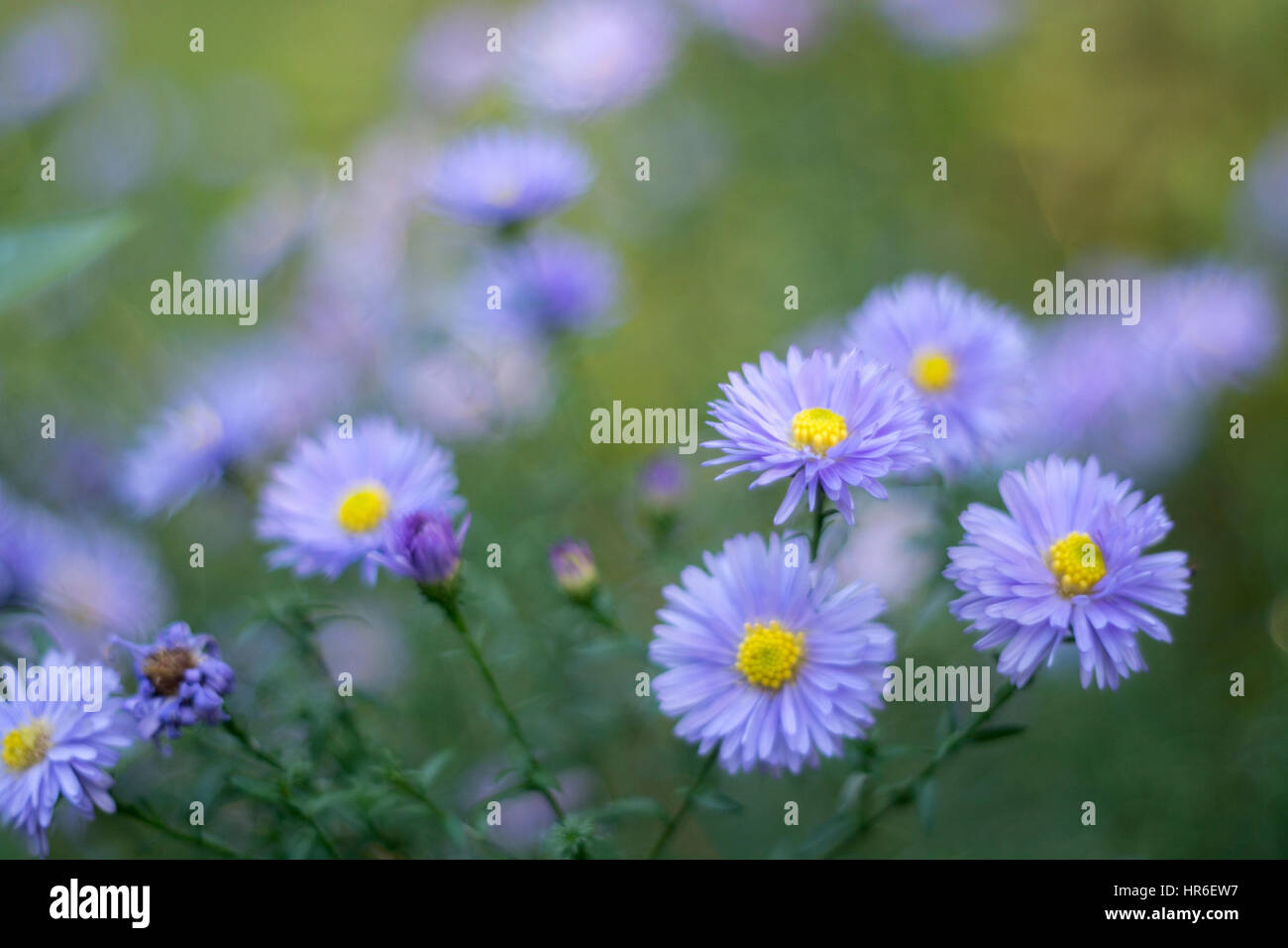 Blaue aster -Fotos und -Bildmaterial in hoher Auflösung – Alamy