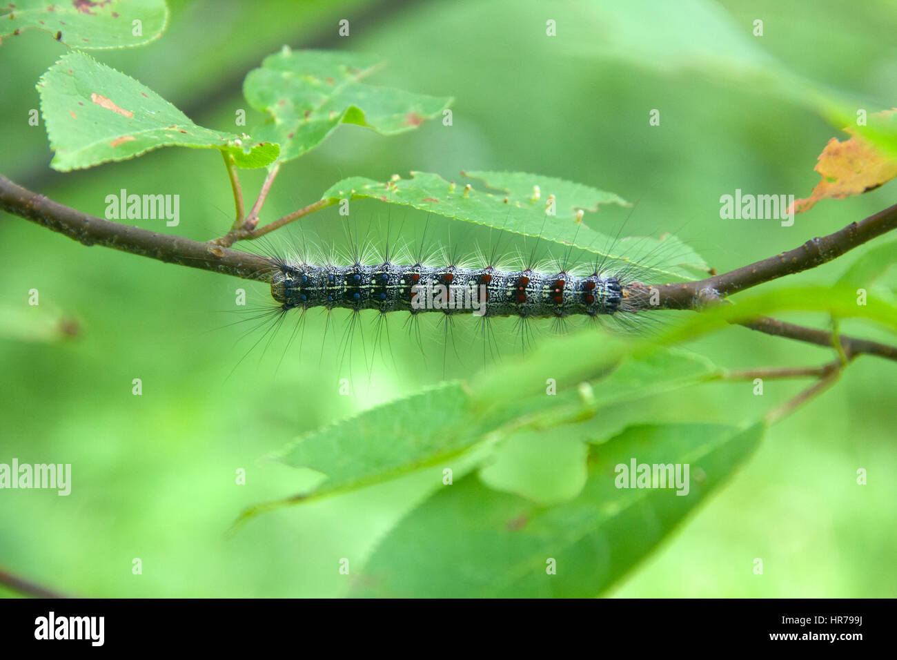 Lymantria dispar Raupen bewegen sich im Wald. schöne Pest Raupe in ...