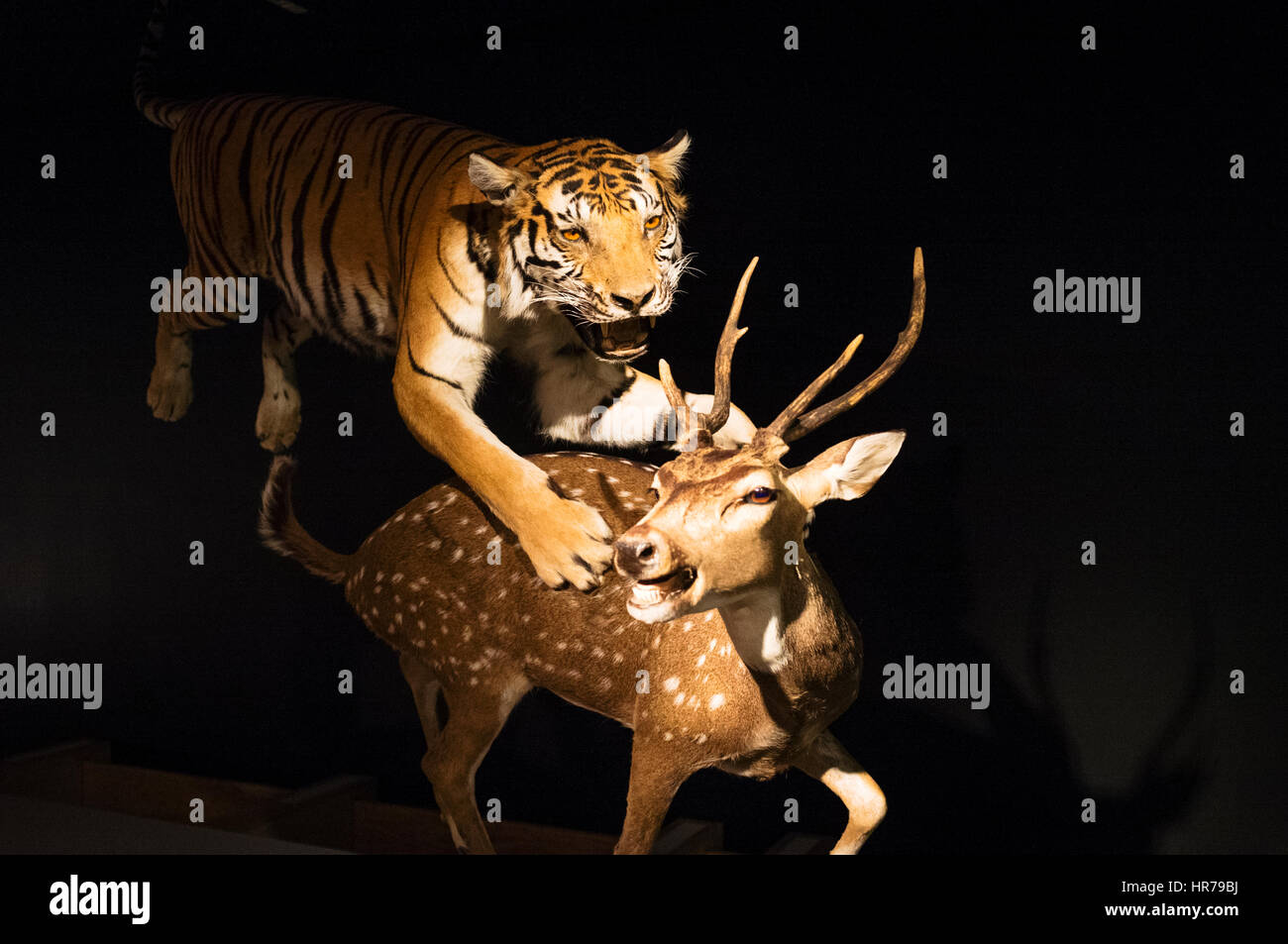 Tiger jagd reh -Fotos und -Bildmaterial in hoher Auflösung – Alamy