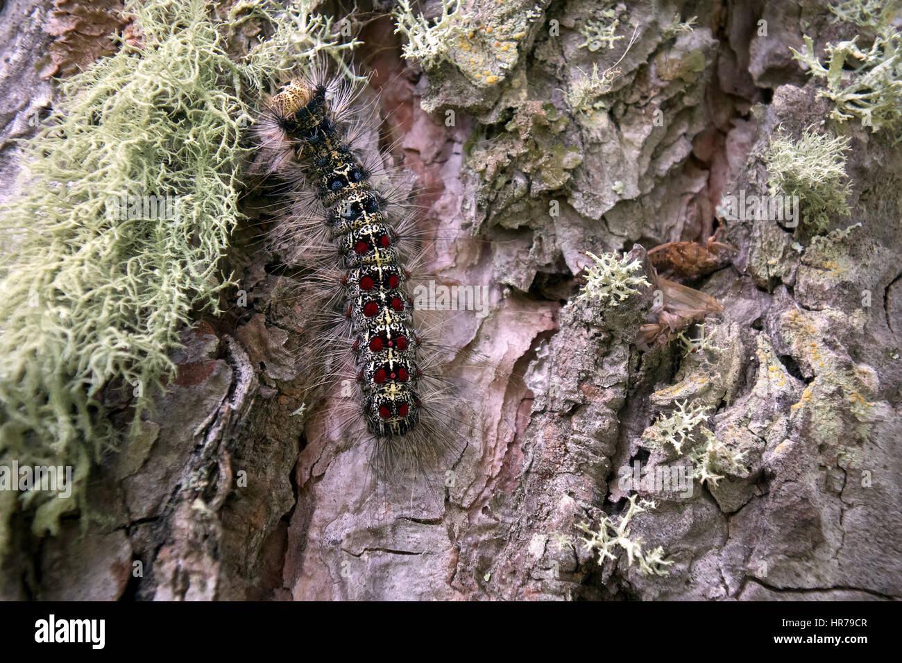 Lymantria dispar Raupen bewegen sich im Wald. schöne Pest Raupe in ...