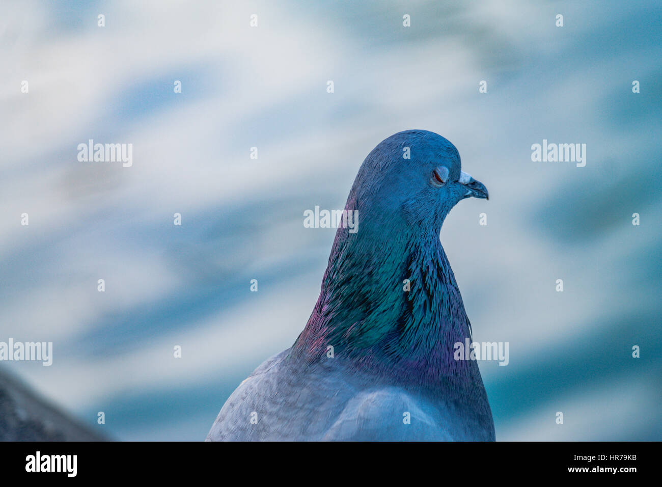 Taube hautnah -Fotos und -Bildmaterial in hoher Auflösung – Alamy