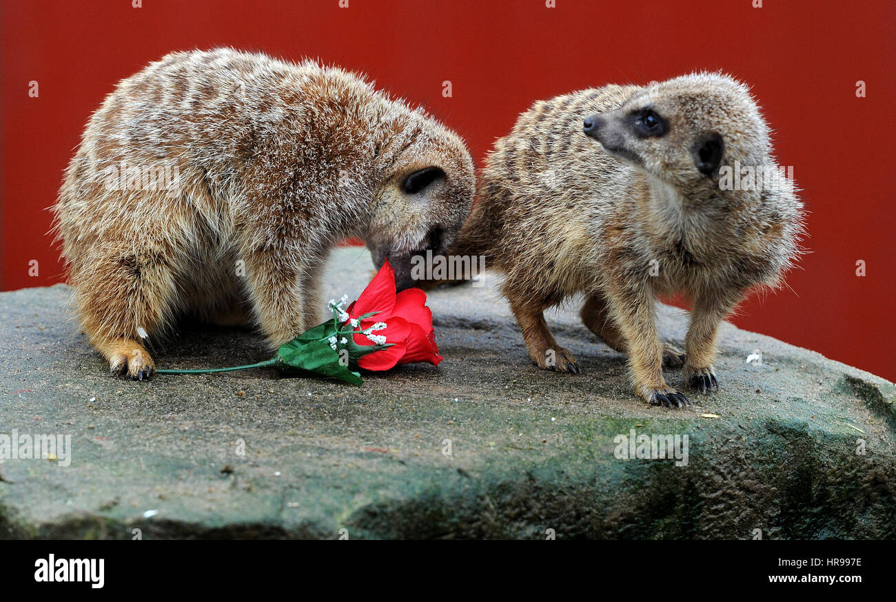 Liebe Tiere Stockfotos und -bilder Kaufen - Alamy