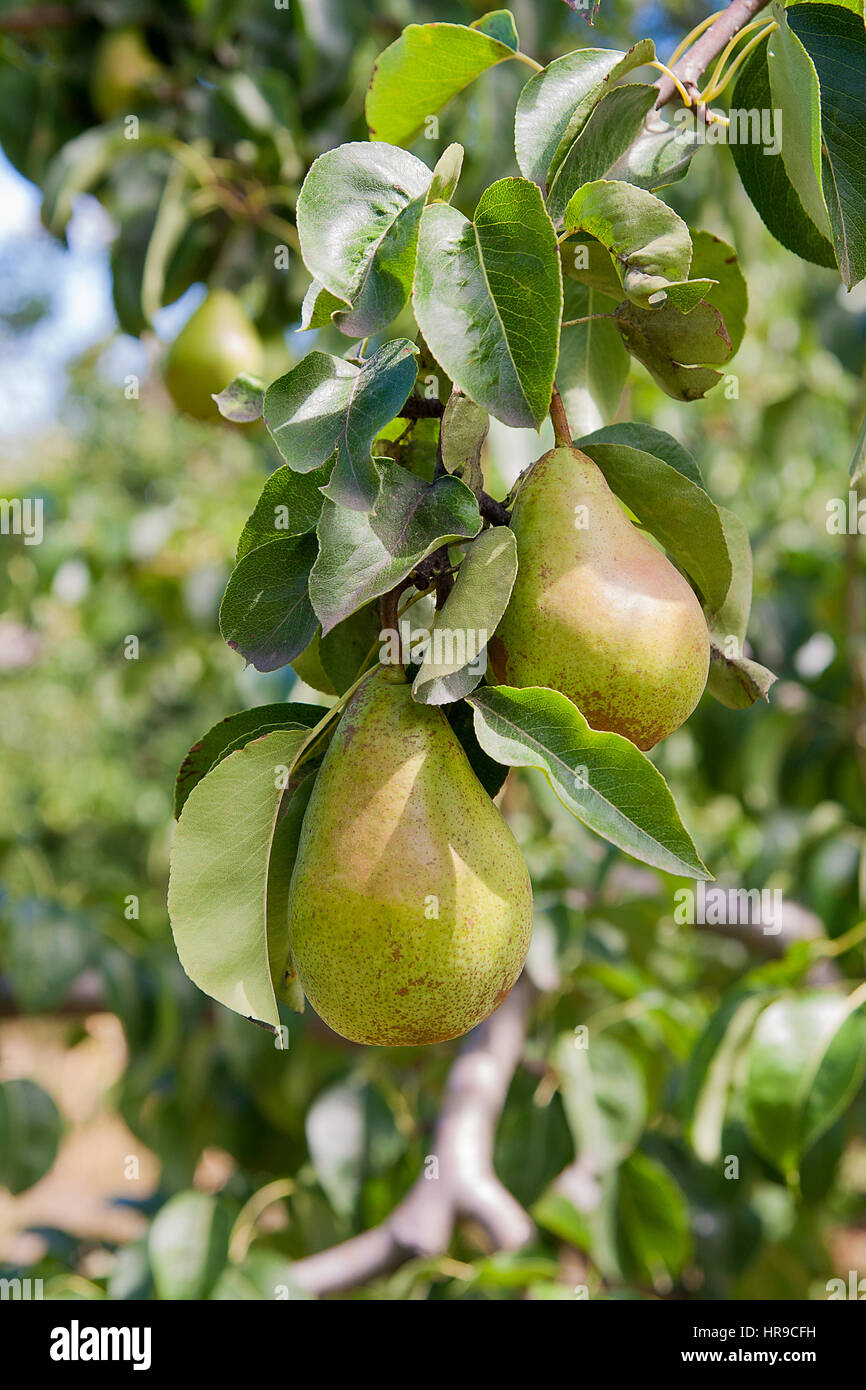 Ackerbau ackerbau anbauen anbauen anbau anbauen anbauen anbauen anbauen ...