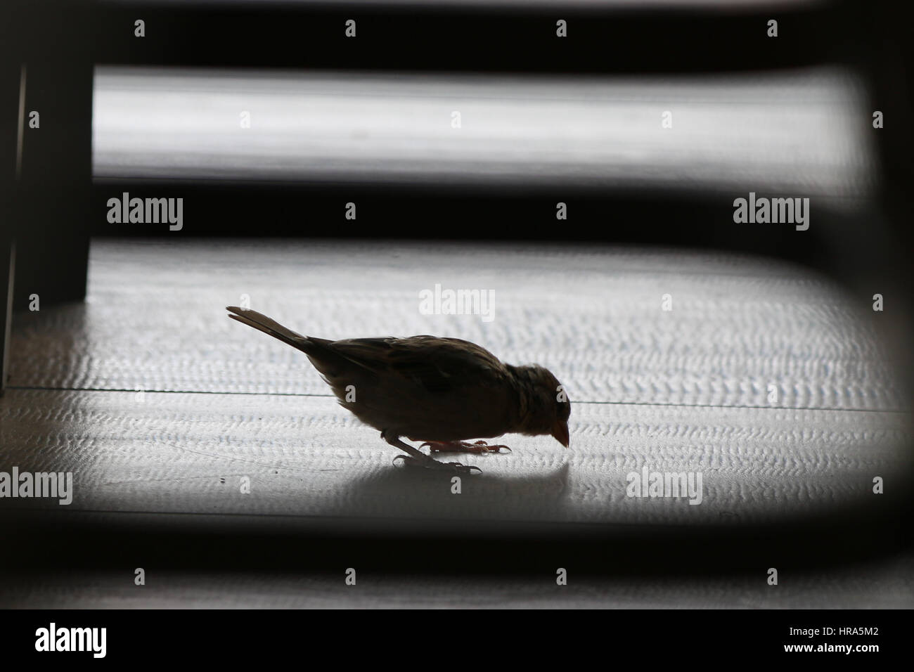 Spatz futter -Fotos und -Bildmaterial in hoher Auflösung – Alamy