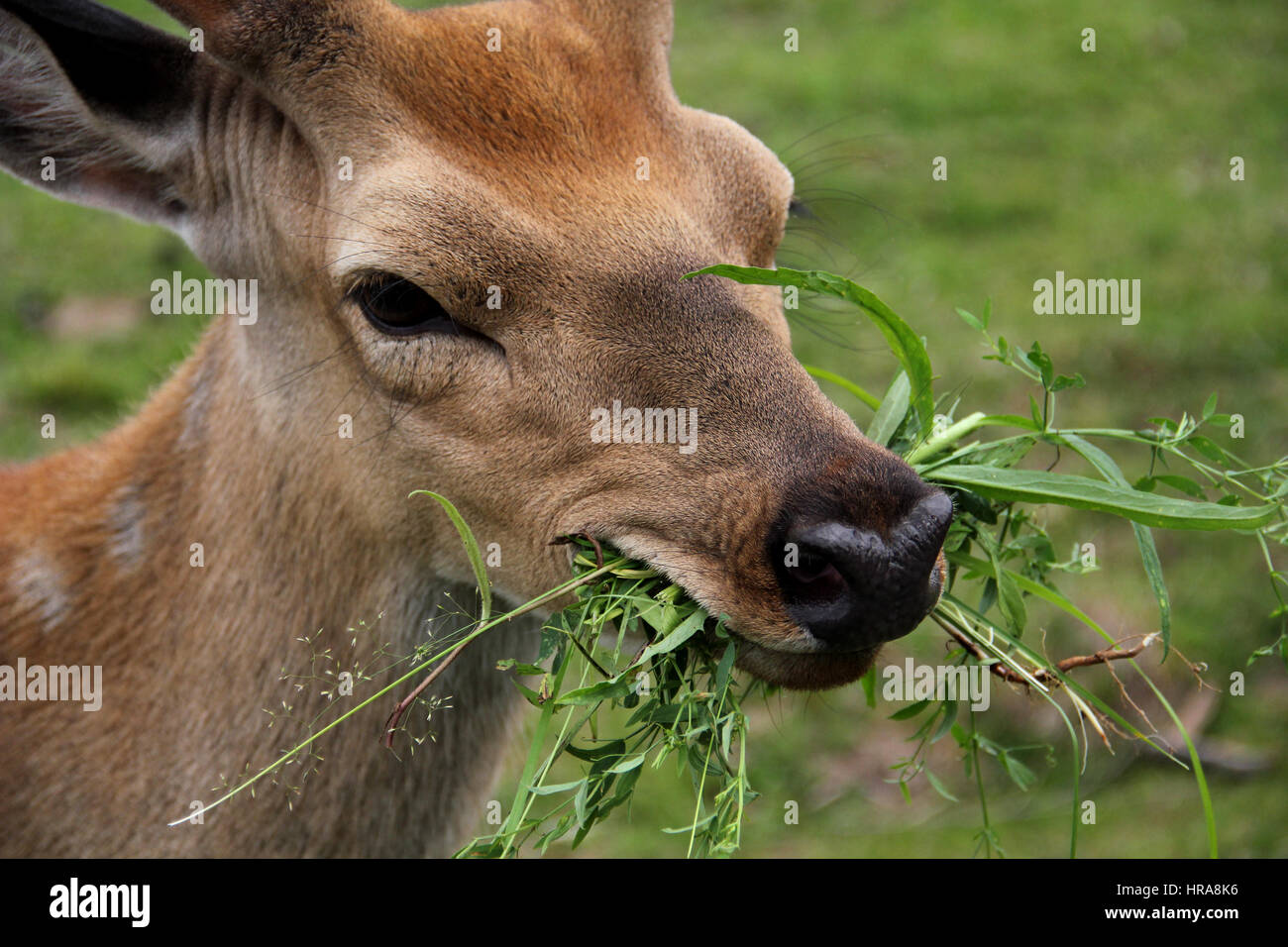 Nahaufnahme von junges Reh Essen grass Stockfotografie - Alamy