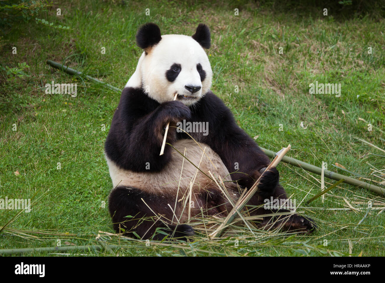 Panda pandas -Fotos und -Bildmaterial in hoher Auflösung – Alamy