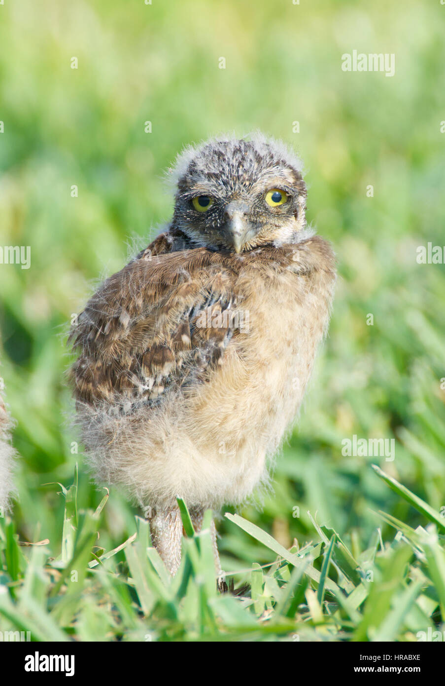 Baby owl -Fotos und -Bildmaterial in hoher Auflösung – Alamy