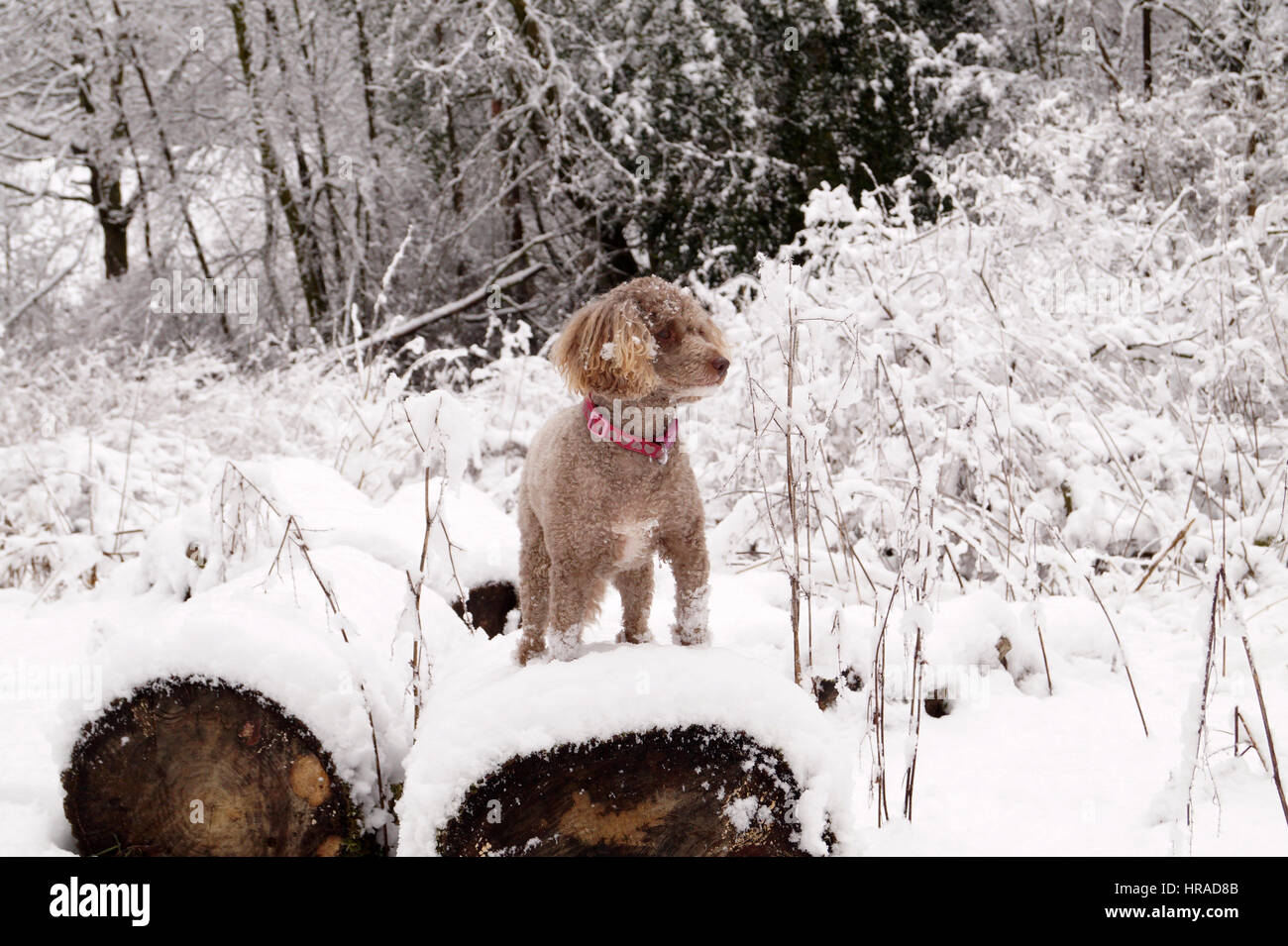 Rosa pudel -Fotos und -Bildmaterial in hoher Auflösung – Alamy