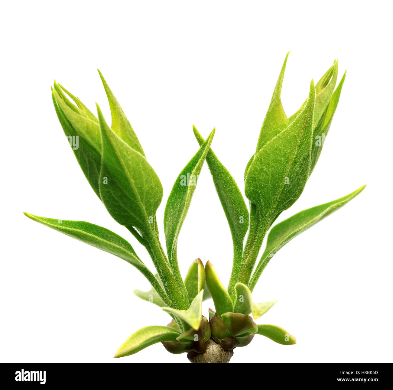 Ash tree bud -Fotos und -Bildmaterial in hoher Auflösung – Alamy