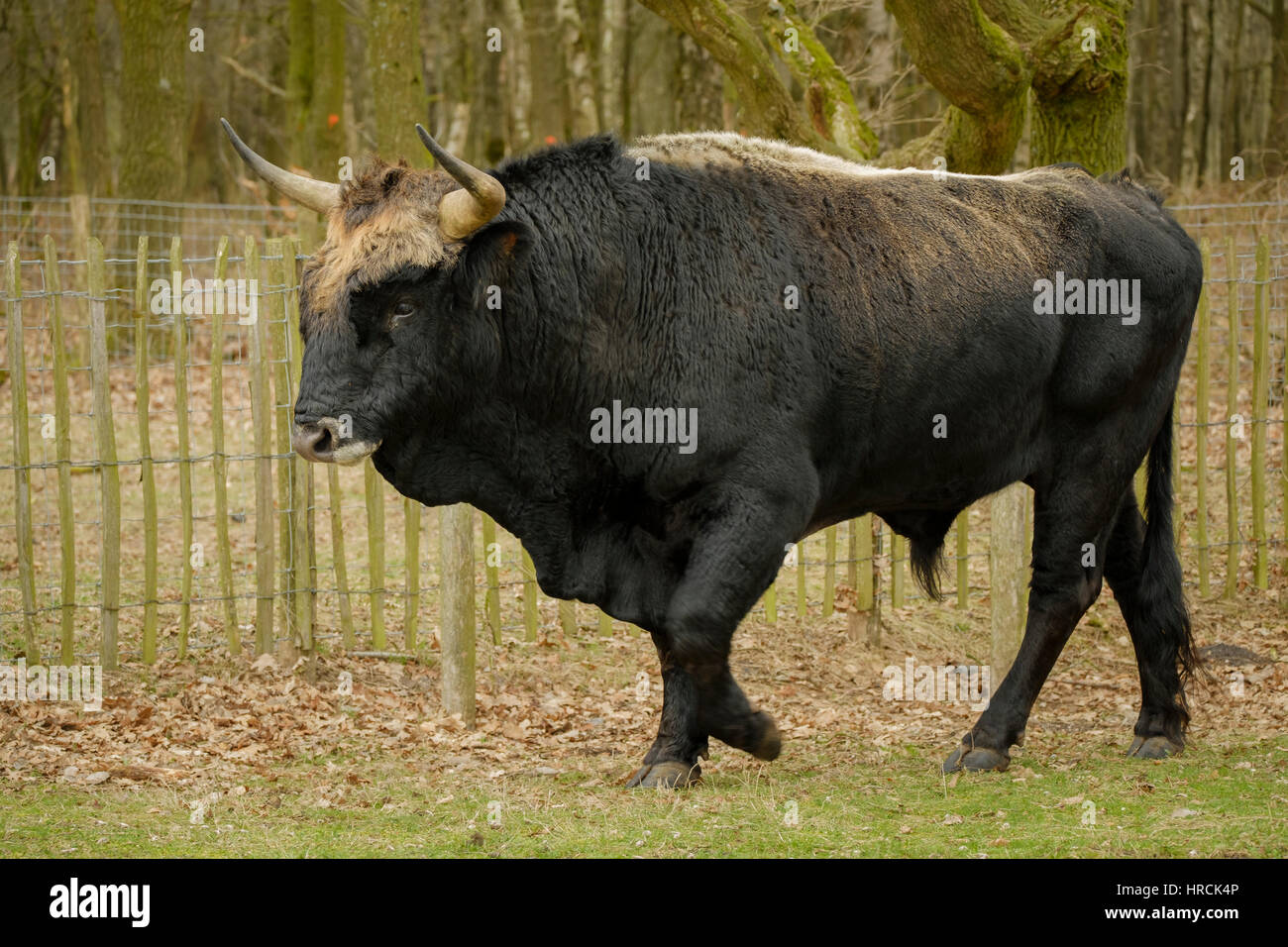 Auerochse bulle rinder -Fotos und -Bildmaterial in hoher Auflösung – Alamy