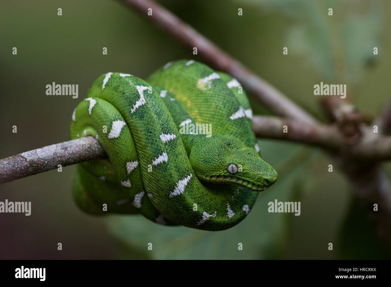 Emerald tree boa -Fotos und -Bildmaterial in hoher Auflösung – Alamy