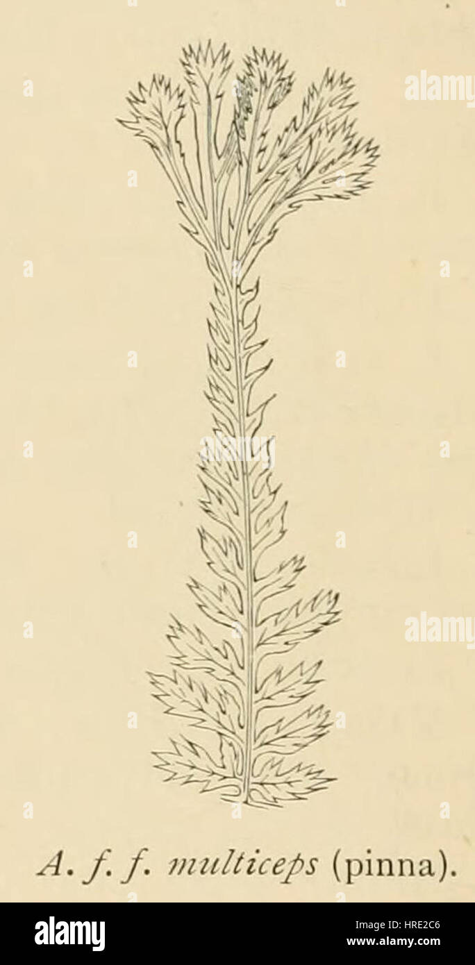 Multiceps multiceps -Fotos und -Bildmaterial in hoher Auflösung – Alamy