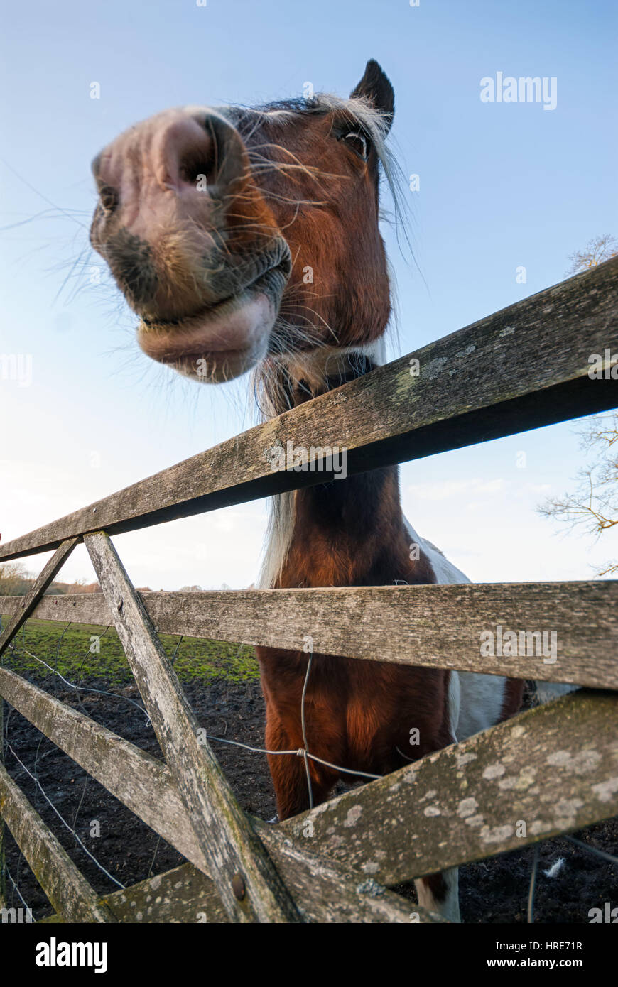 Pferd lustig -Fotos und -Bildmaterial in hoher Auflösung – Alamy