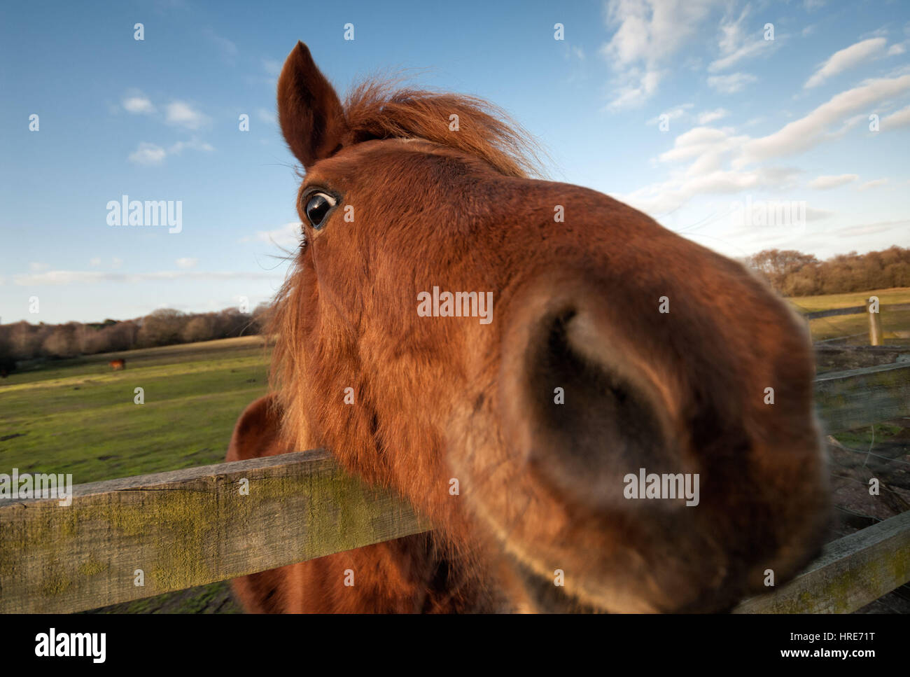 Lustiges pferdegesicht -Fotos und -Bildmaterial in hoher Auflösung – Alamy